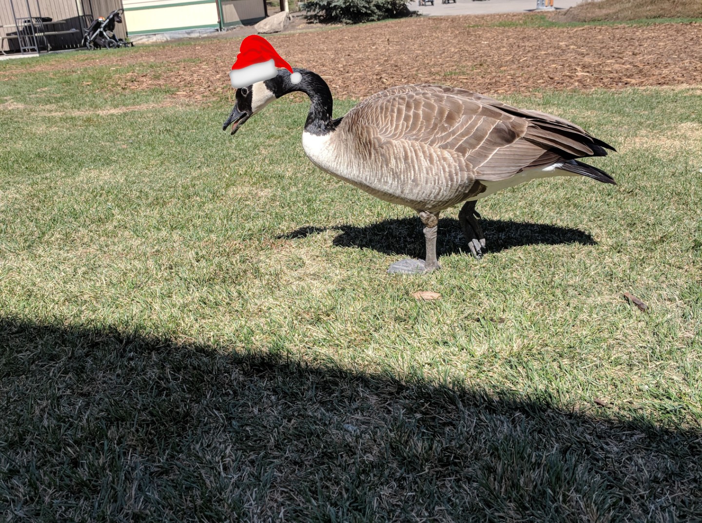 The Cochrane Christmas Bird Count flies into town - CochraneNow ...